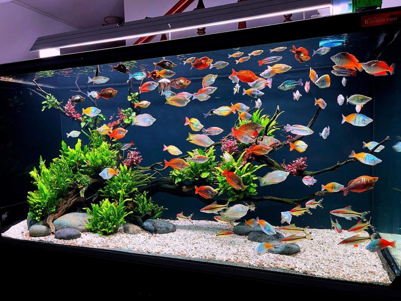 Top 5 Địa chỉ bán cá cảnh, bể cá cảnh đẹp, uy tín nhất tỉnh Bình Thuận ...