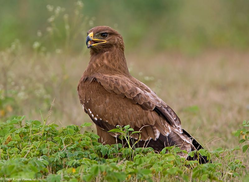 Top 12 Loài chim đại bàng lớn nhất trên thế giới - Top Chuẩn