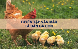 Top 5 Bài văn tả đàn gà con hay nhất - Top Chuẩn